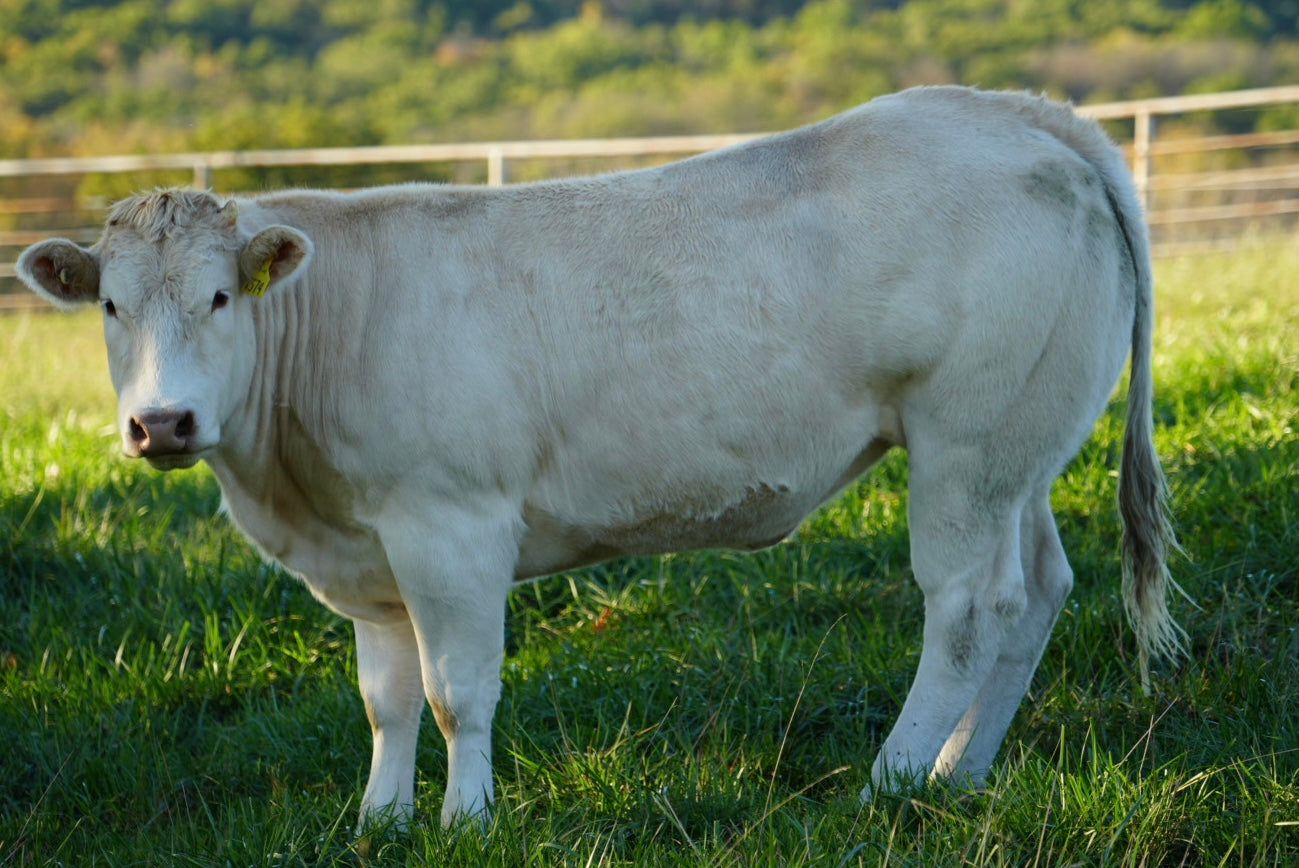 RCC Eva X574 X Pedron – Reserve Cattle Company