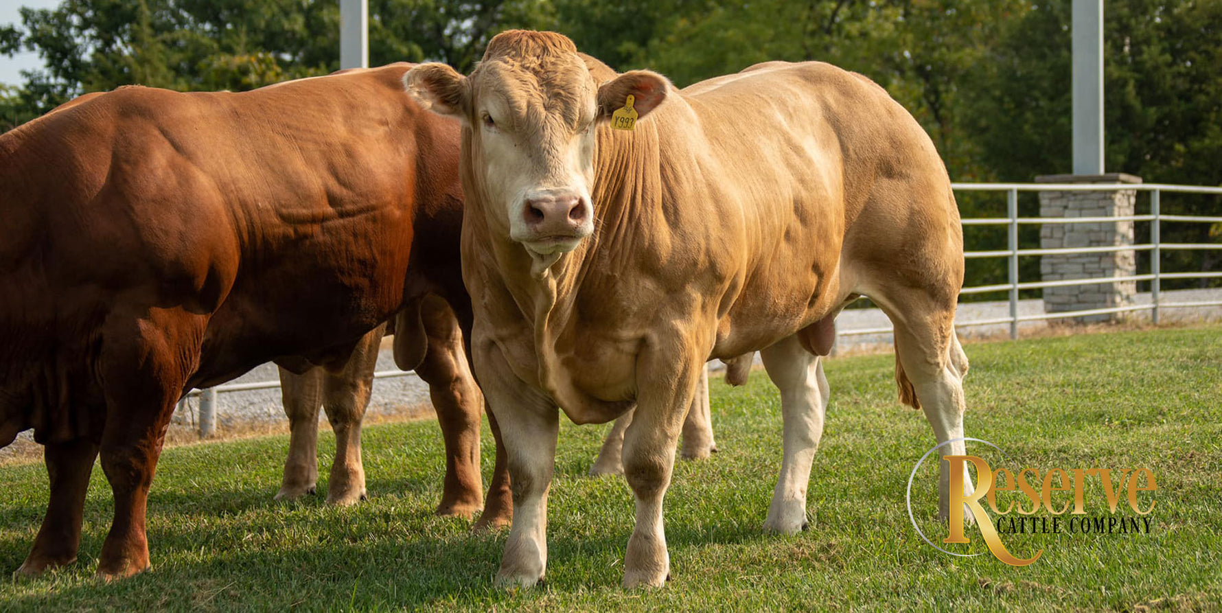 Reserve Cattle Company